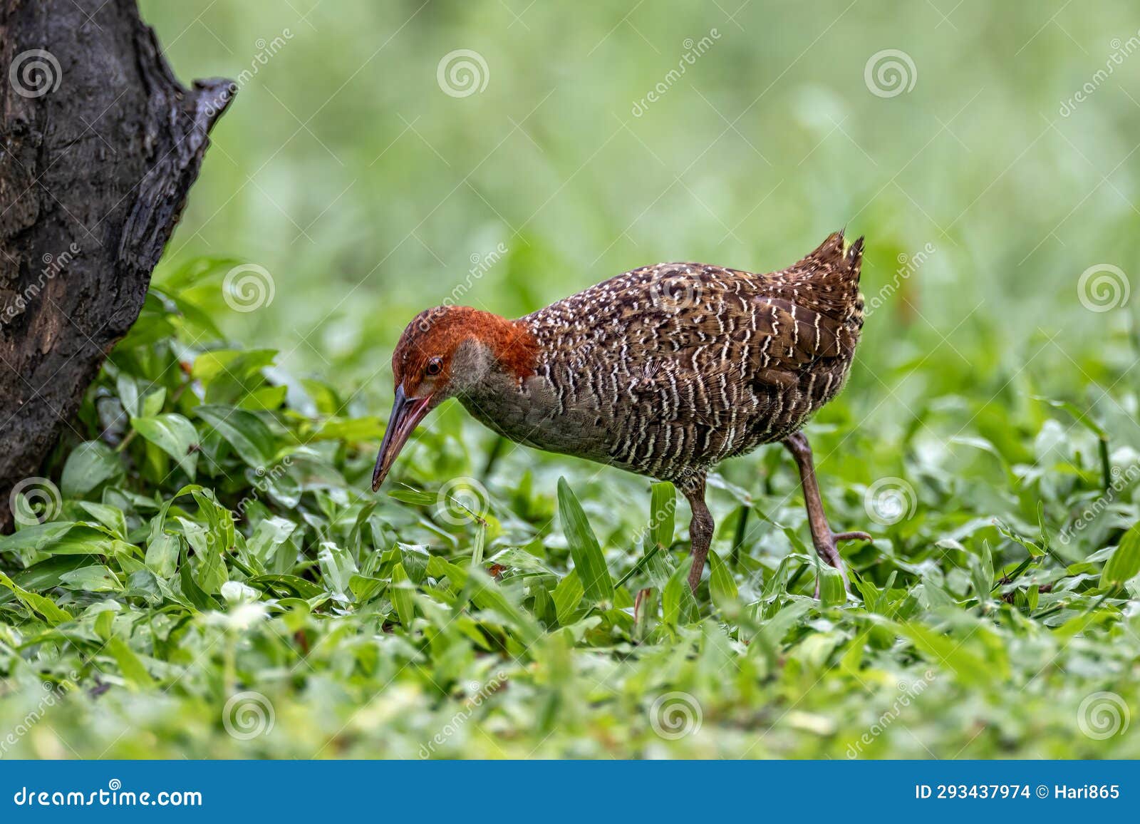 Slaty-breasted Wood Rail Hunting In Creek Royalty-Free Stock Image ...