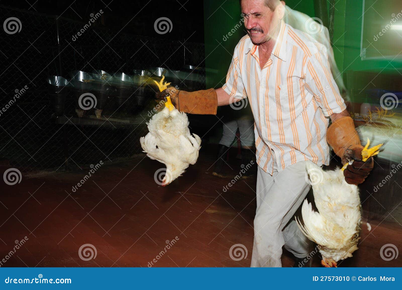 Slaughtering Chickens