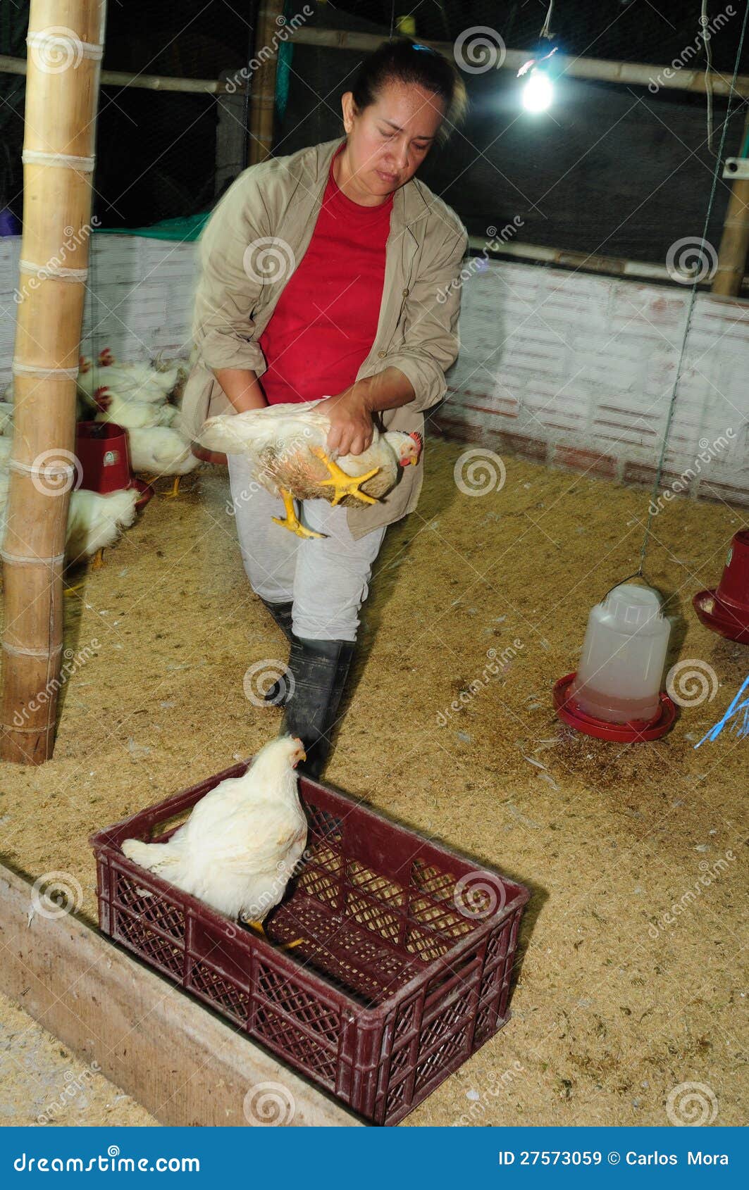 Slaughter Chickens - Colombia Editorial Stock Image - Image of south ...