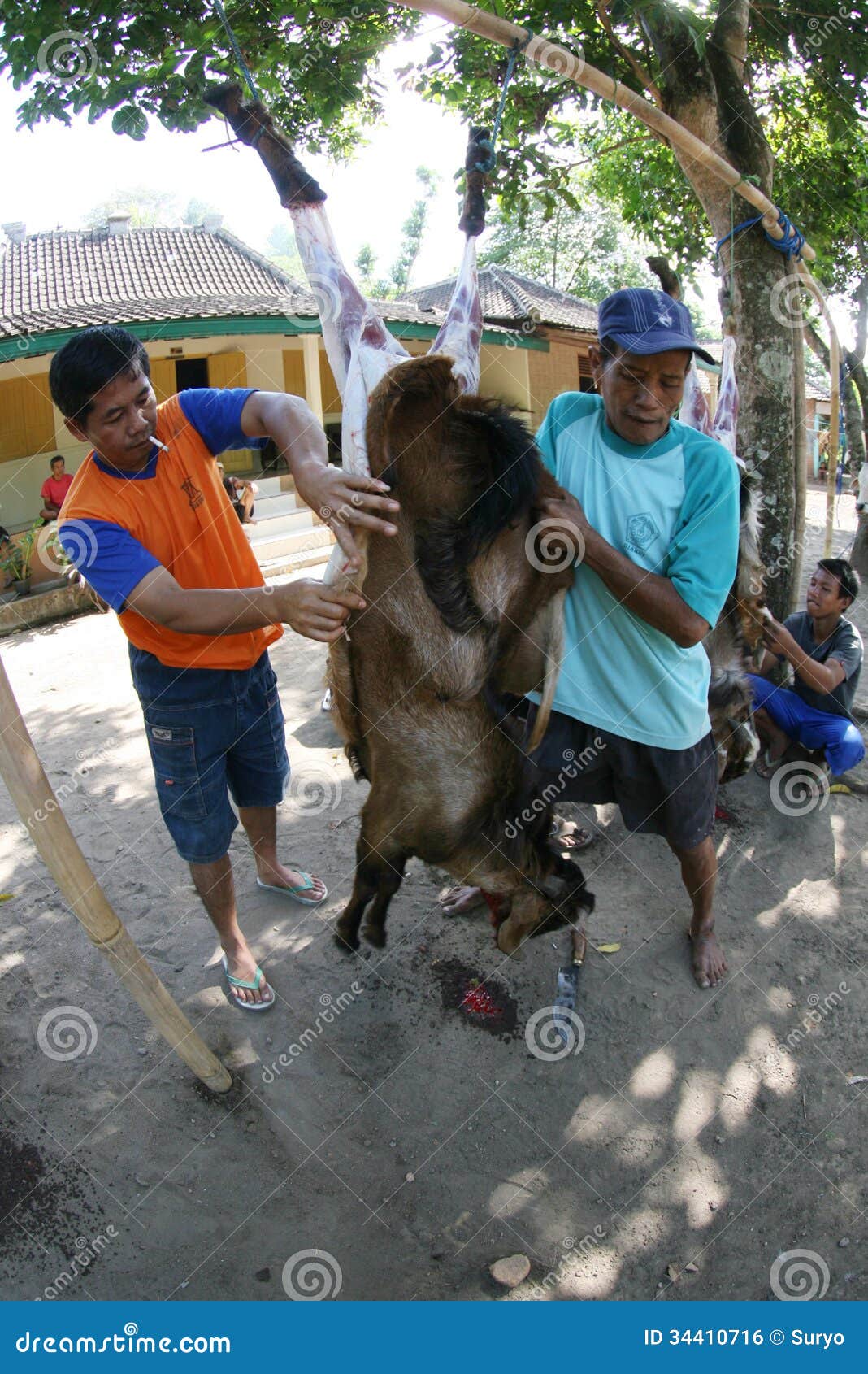 Slaughter goat editorial photo. Image of boyolali, slaughter - 34410716