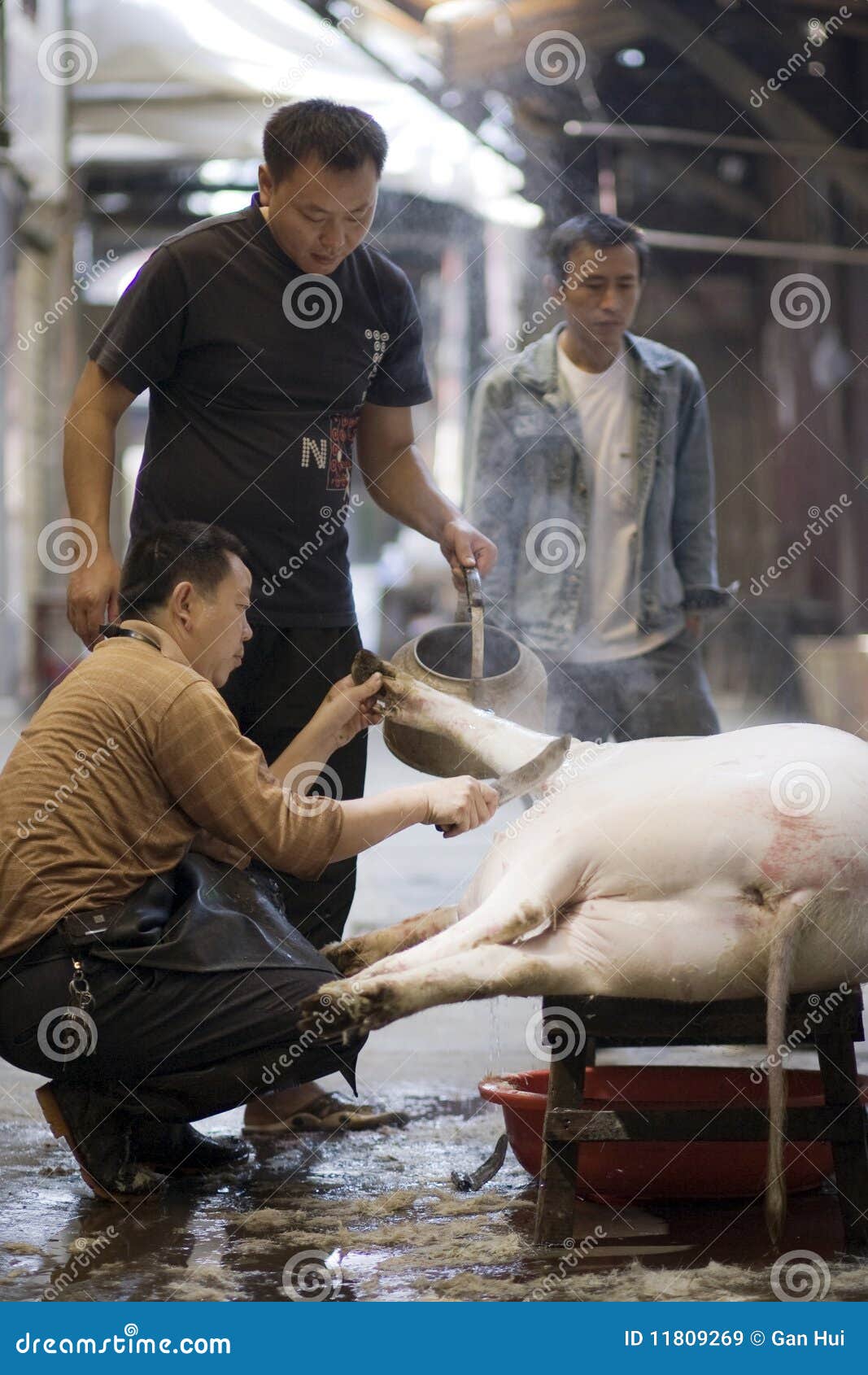 Slaughter pig for meat editorial stock image. Image of cruel - 11809269