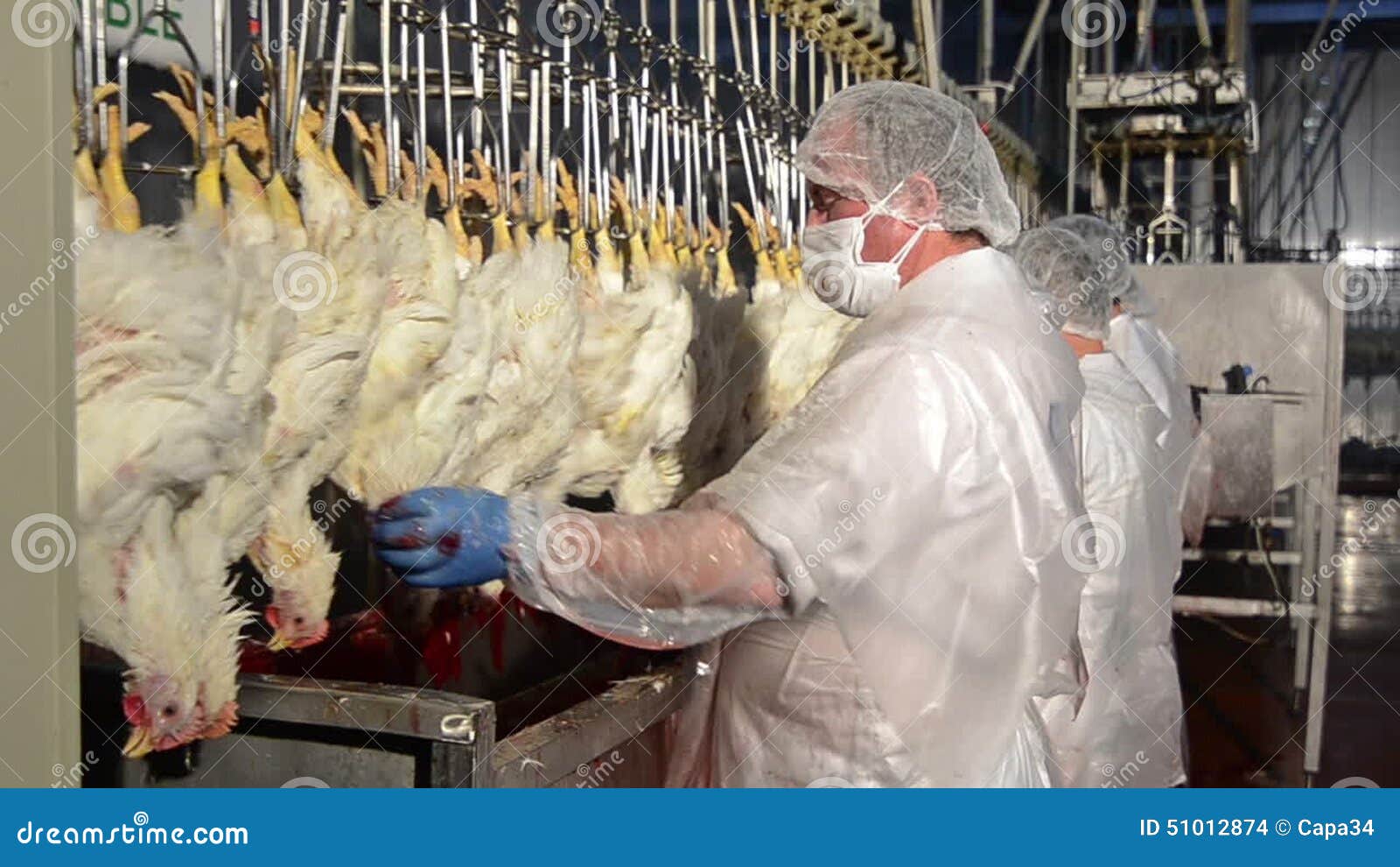 Slaughtered Chicken Halal Way Stock Footage - Video of eastern, bird ...
