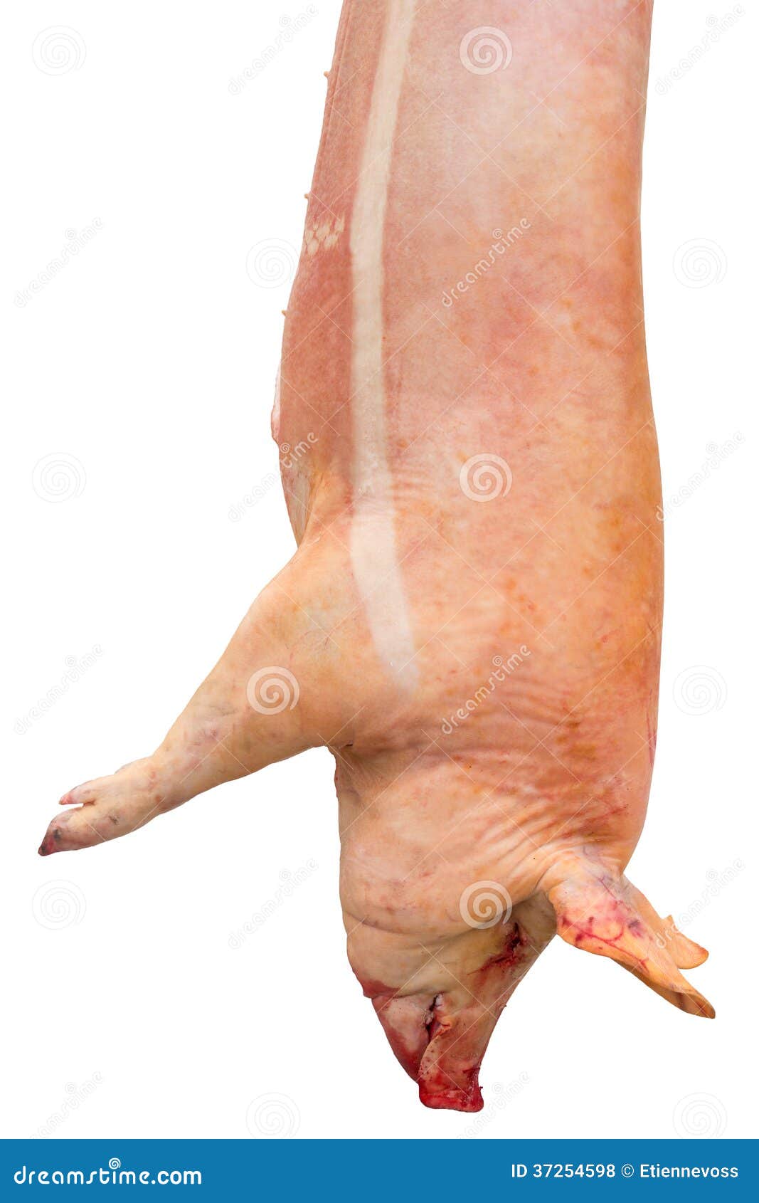 Slaughtered Pig Hanging