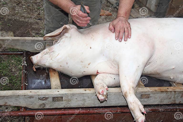 Slaughtered pigs2 stock image. Image of hook, skin, farmer - 28256243