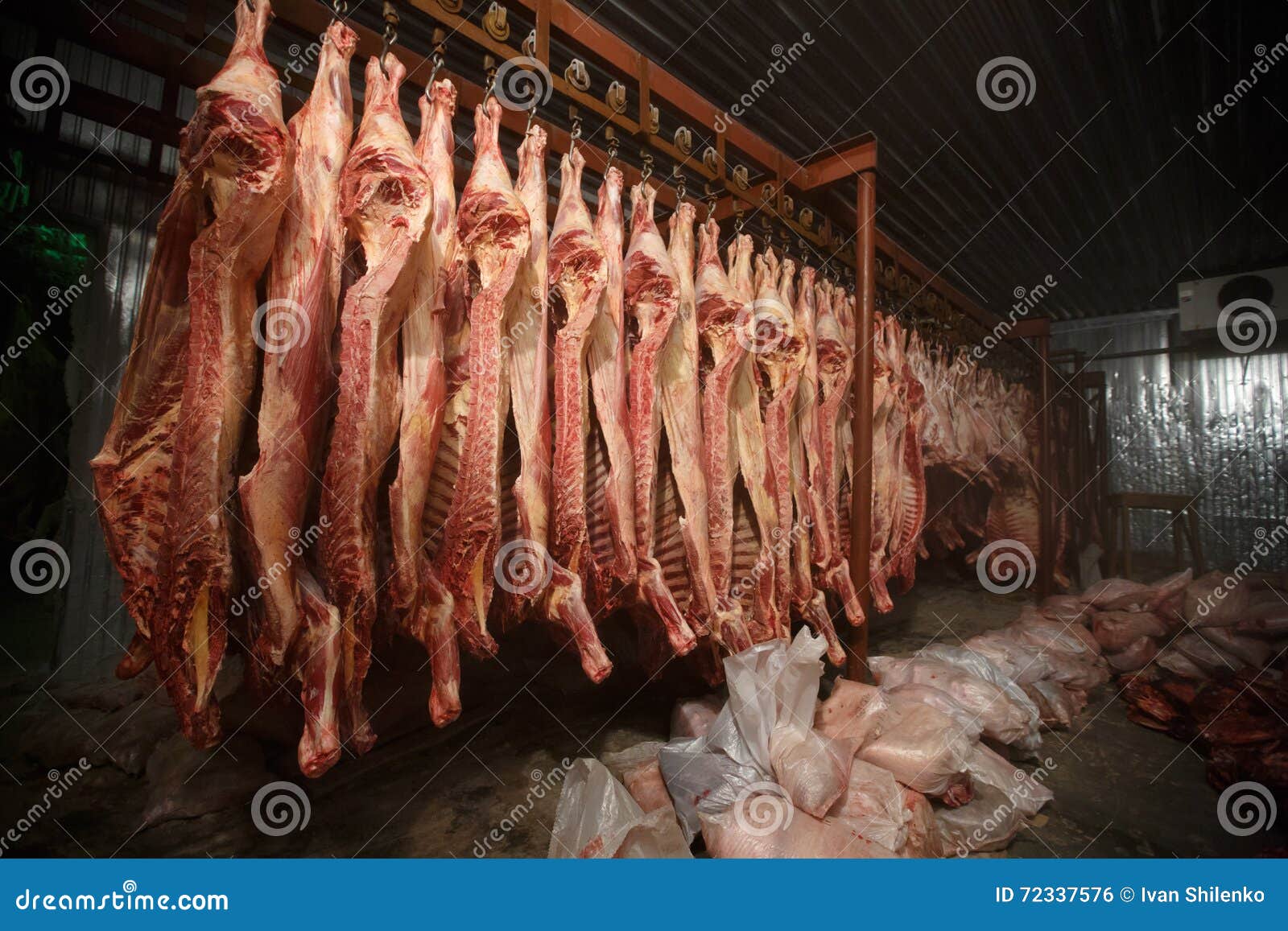 Slaughterhouse Cows, Hanging on Hooks in the Cold Half of Cows Stock ...