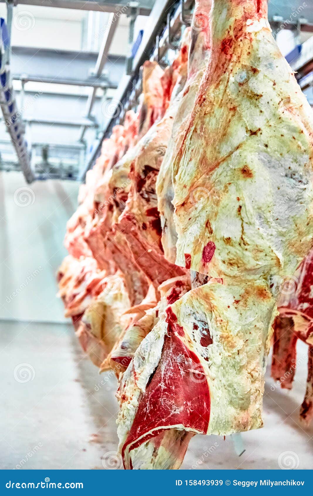 Slaughterhouse Meat Processing Plant Stock Image - Image of ...