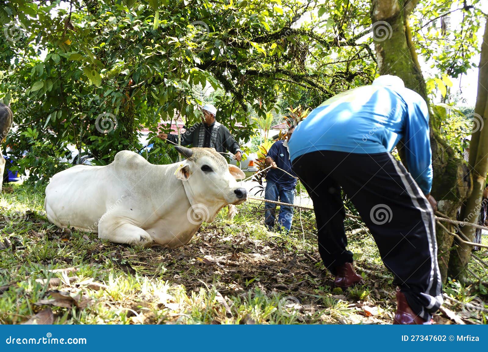 Slaughtering A Cow During Eid Al-Adha Al Mubarak Editorial Photography ...