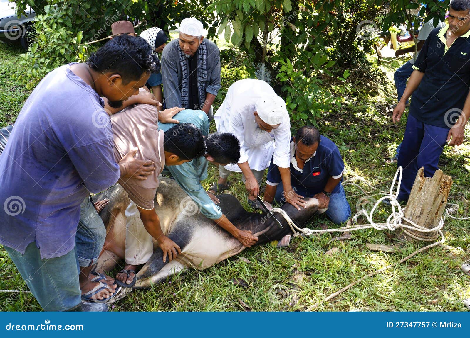 Slaughtering a Cow during Eid Al-Adha Al Mubarak Editorial Photography ...