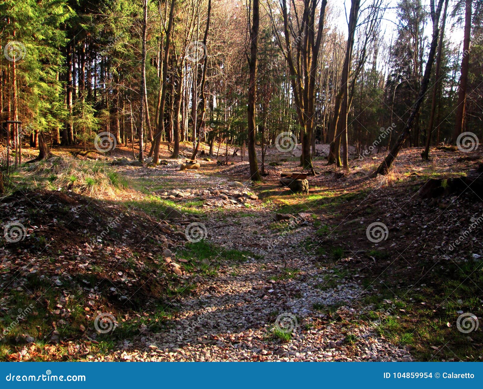 Slavkovsky les forest stock photo. Image of forest, slavkovsky - 104859954