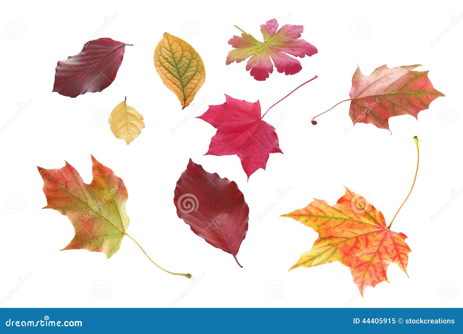 Sélection Des Feuilles D'automne Dans Diverses Formes Photo stock ...