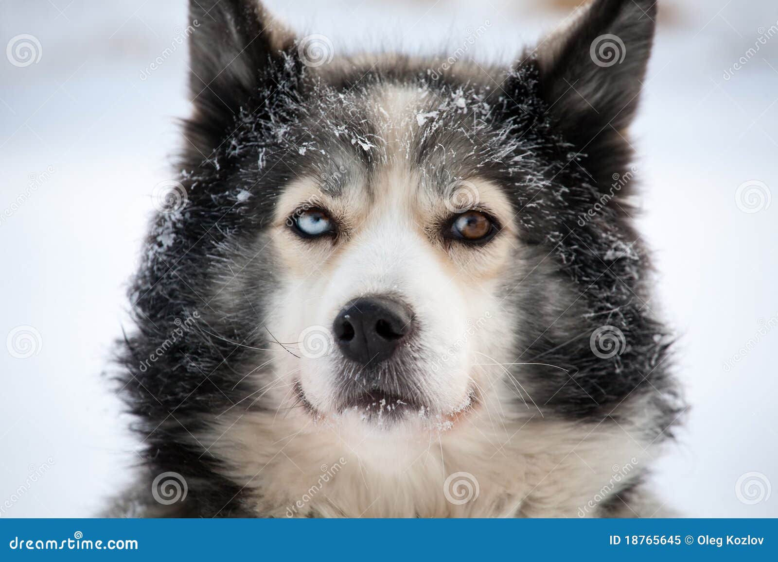 Sled Dog with Multicolor Eyes Stock Image - Image of sledge, snow: 18765645