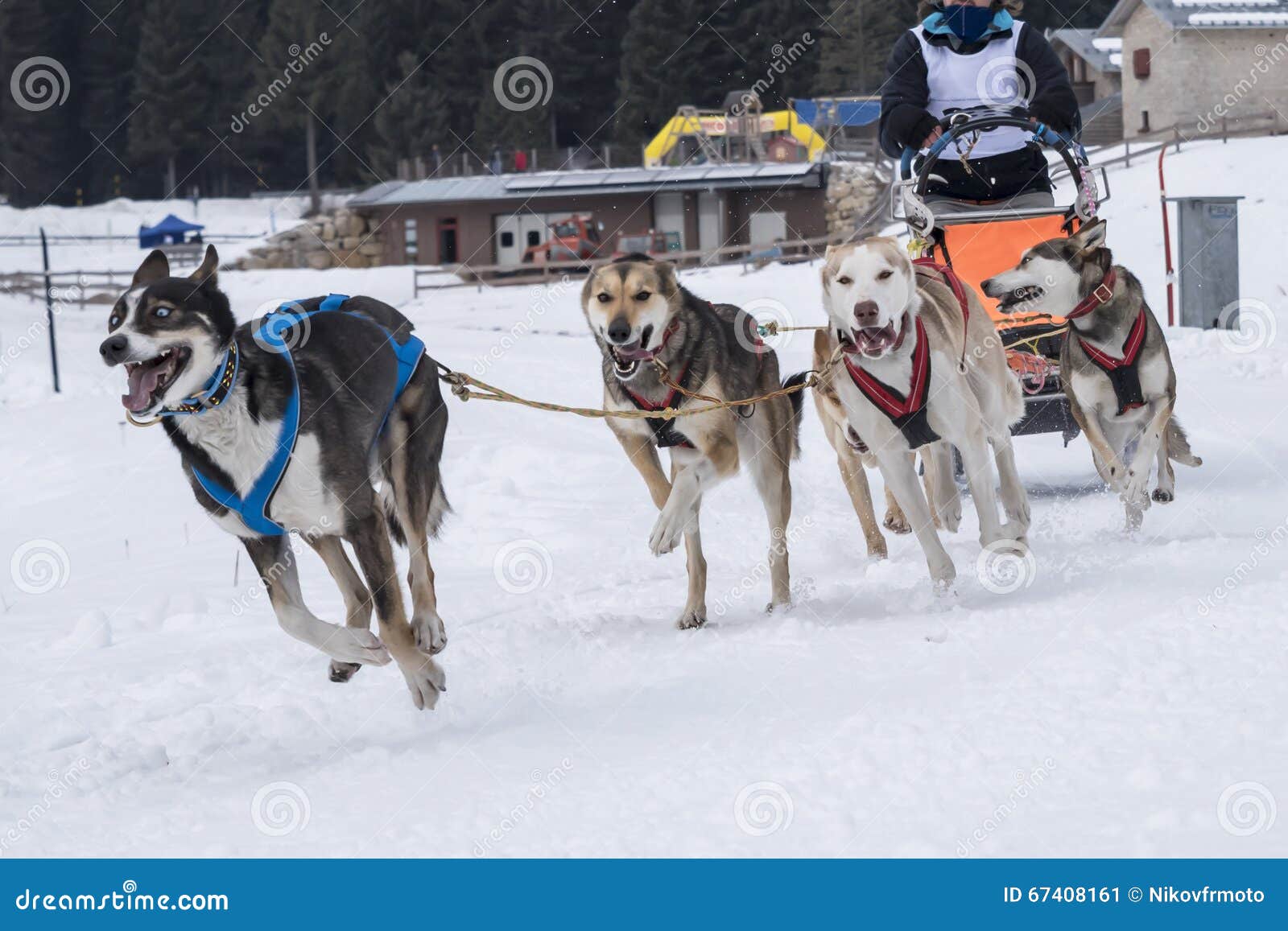 Sled dog editorial photo. Image of carriage, cute, competition - 67408161