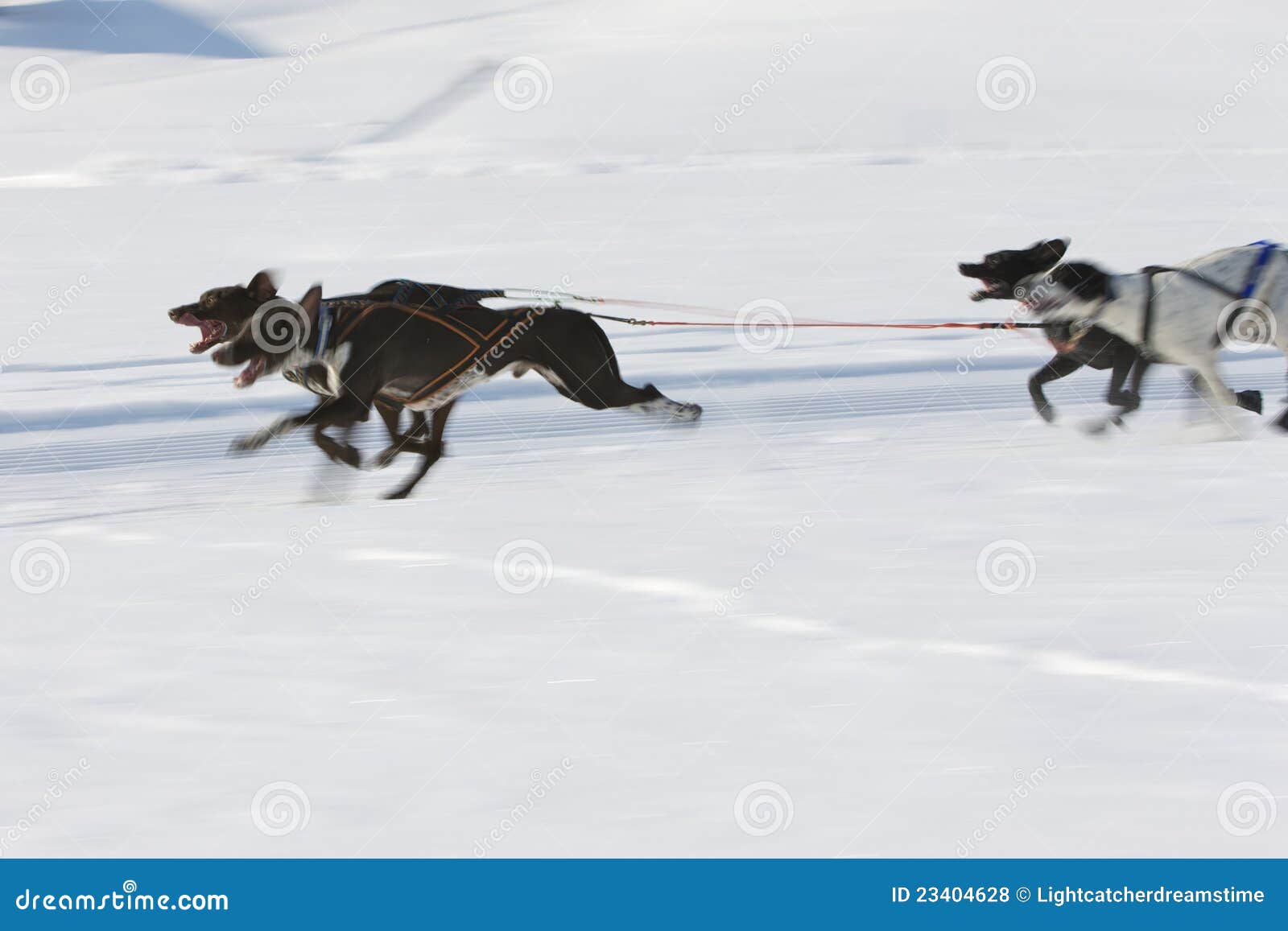 Sled Dog Race in Lenk / Switzerland 2012 Stock Photo - Image of sport ...