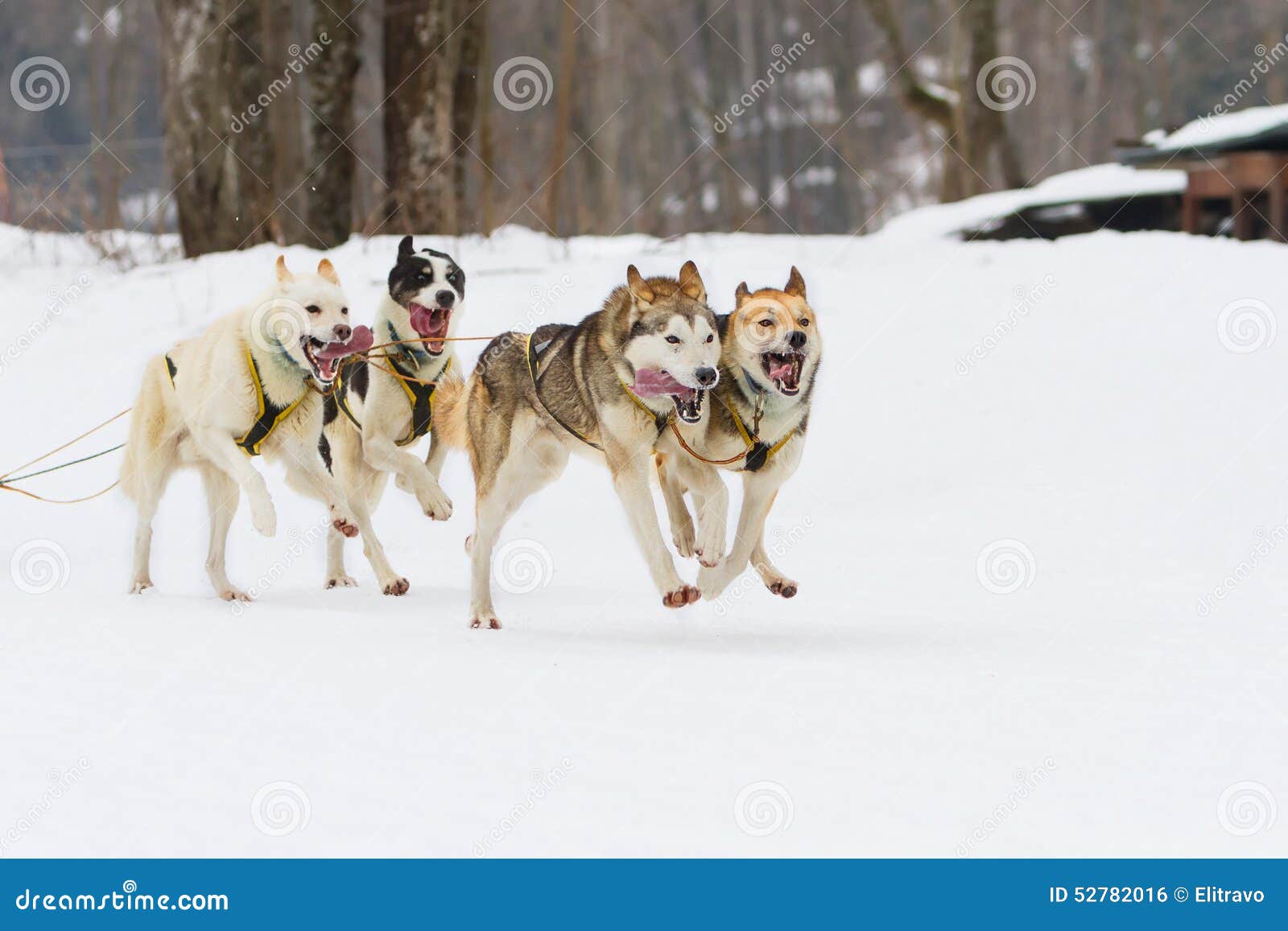 Sled Dog Race on Snow in Winter Stock Photo - Image of black, husky ...