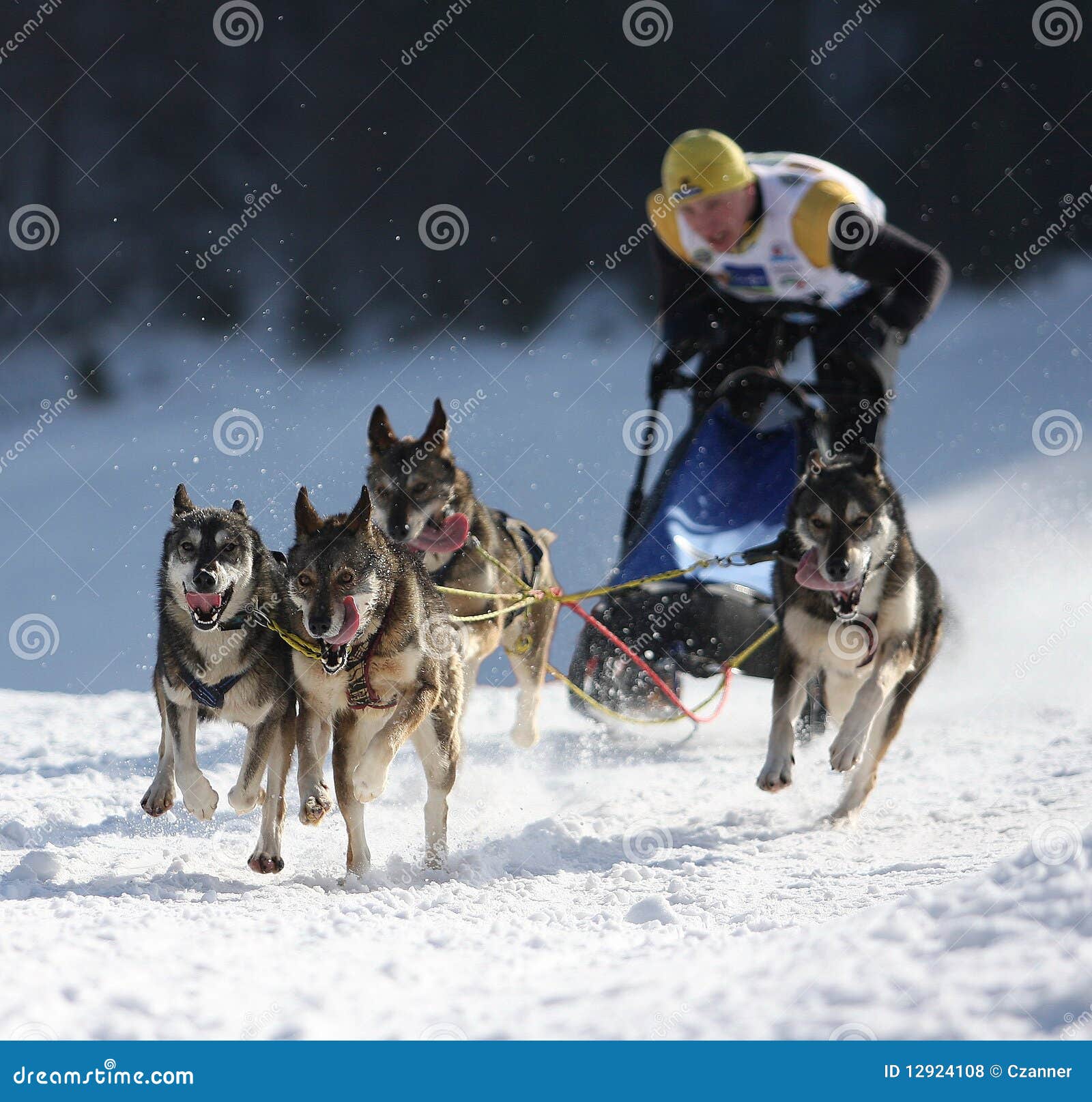 Sled dog racing editorial stock photo. Image of musher - 12924108