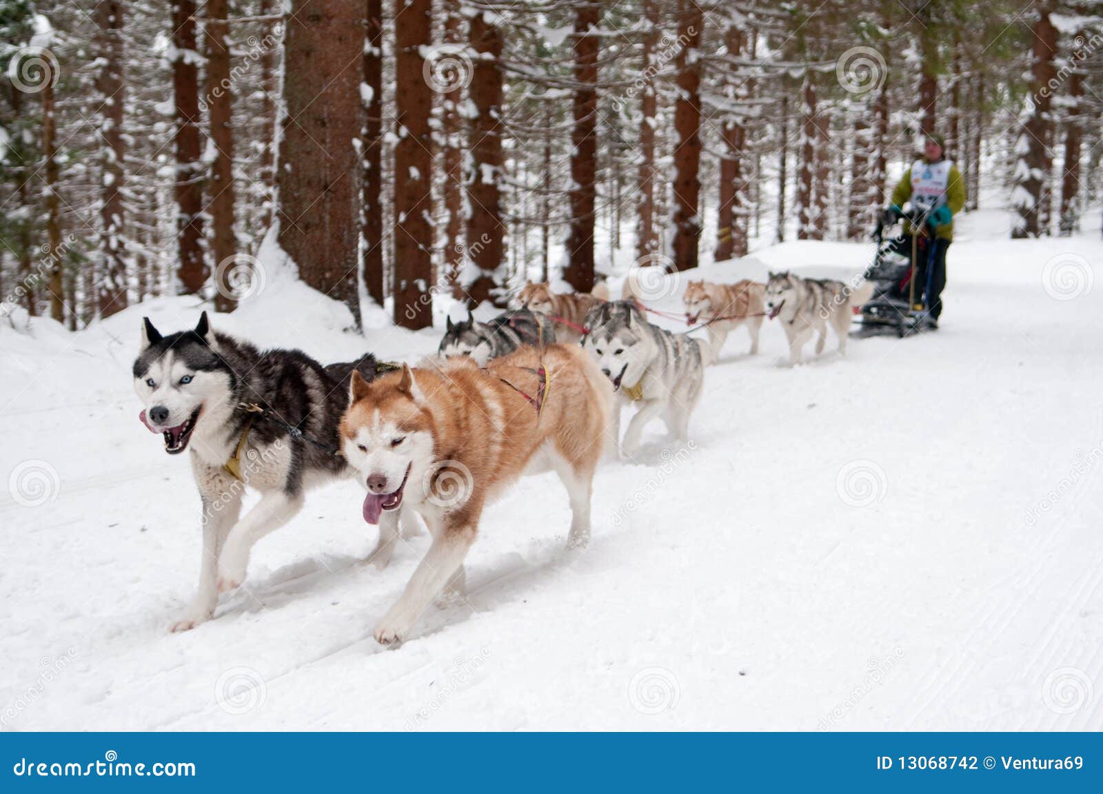 Sled dog racing stock photo. Image of country, fast, face - 13068742