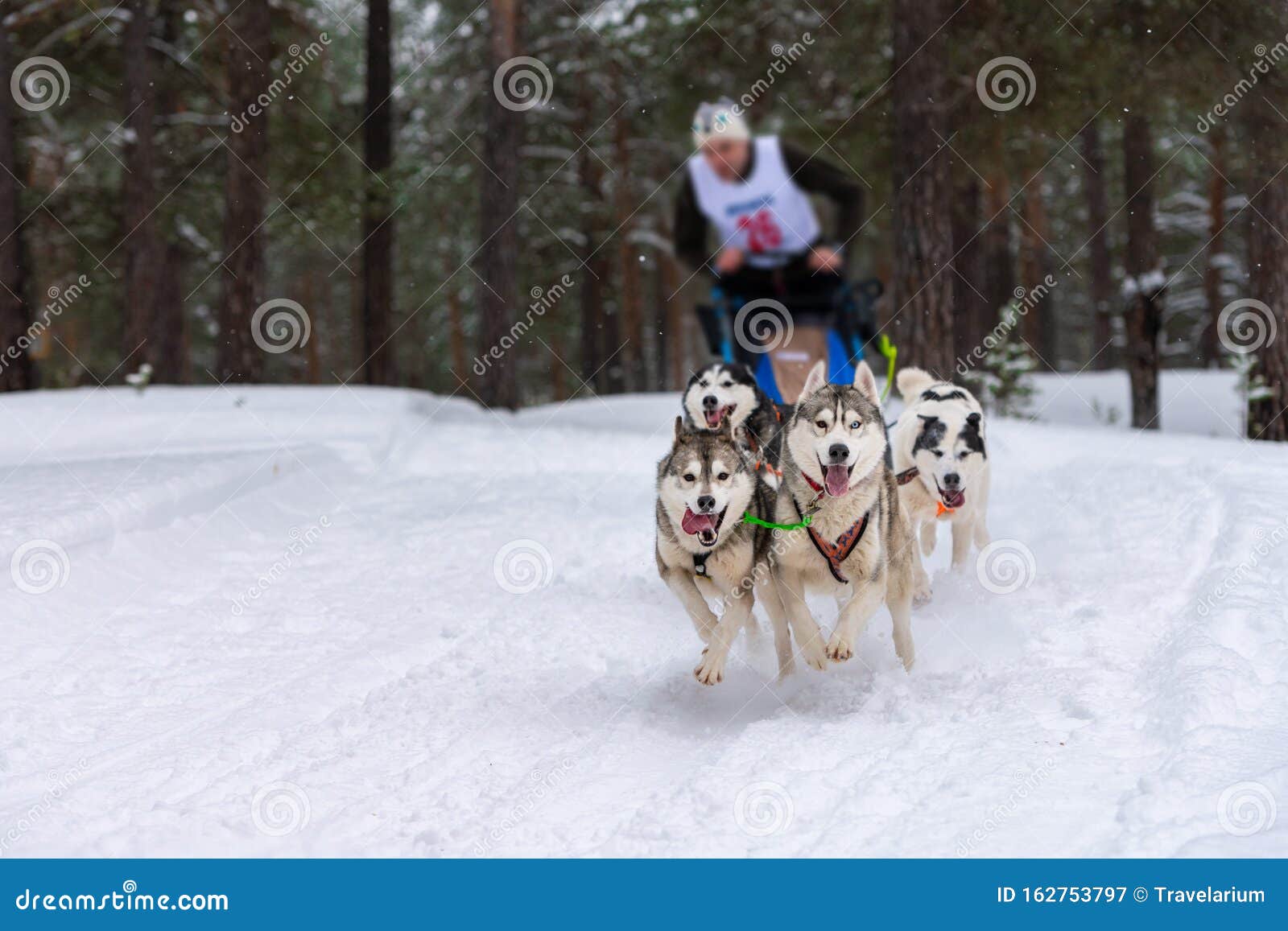 Sled Dog Racing. Husky Sled Dogs Team Pull a Sled with Dog Driver Stock ...