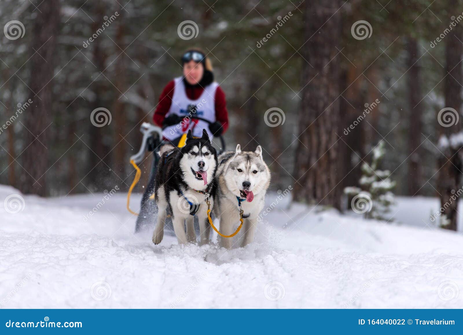 Sled Dog Racing. Husky Sled Dogs Team Pull a Sled with Dog Driver ...