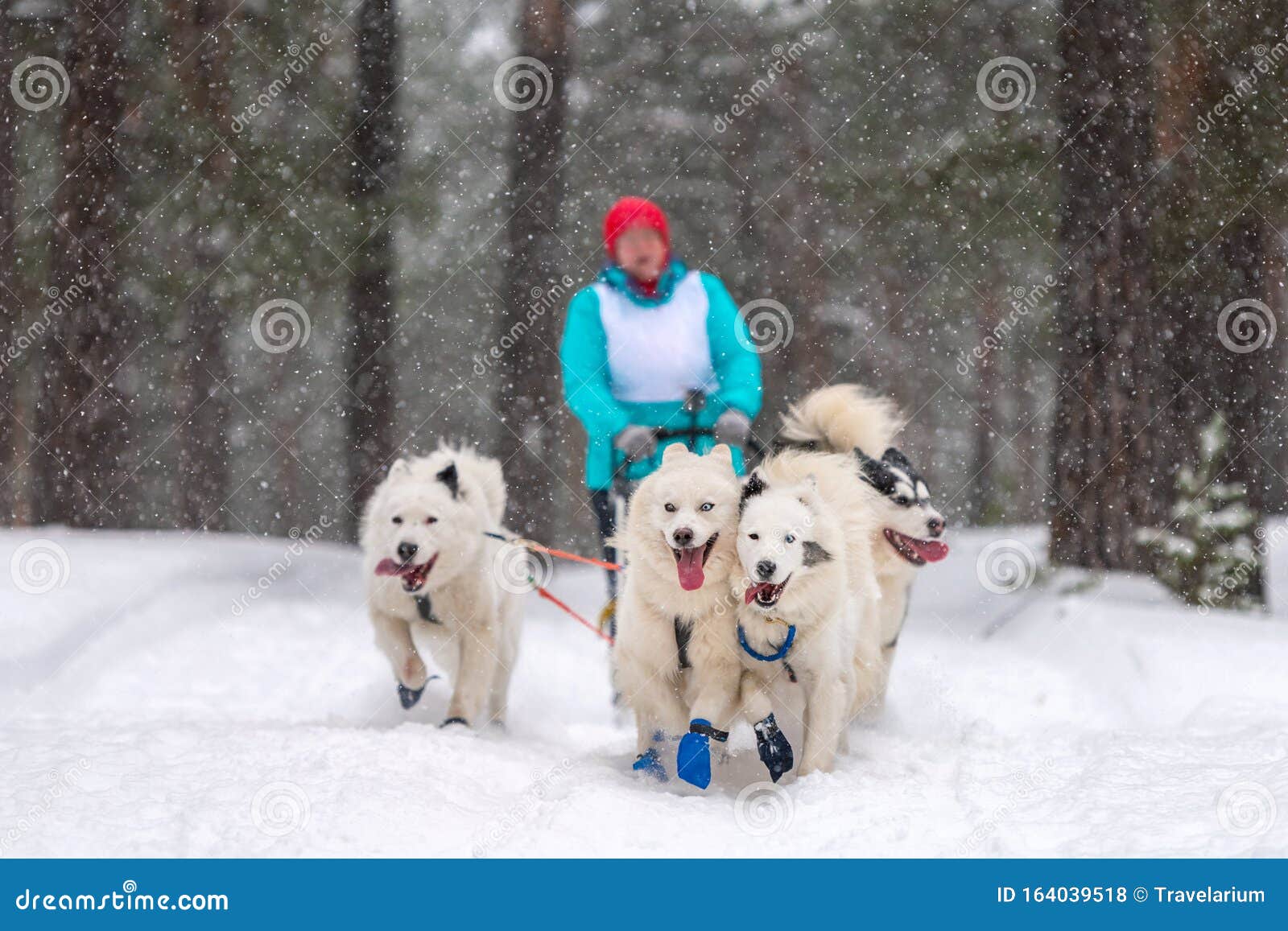 Sled Dog Racing. Samoyed Sled Dogs Team Pull a Sled with Dog Driver ...