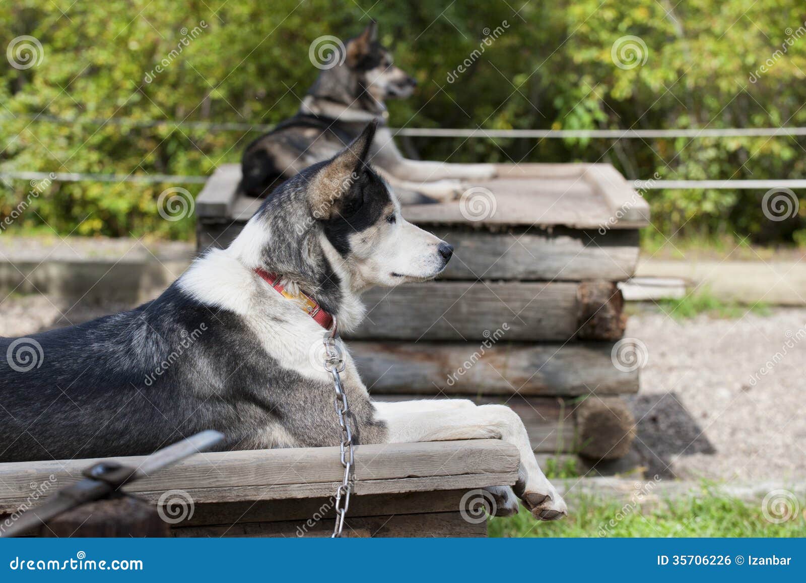 Sled dog while resting stock photo. Image of harness - 35706226