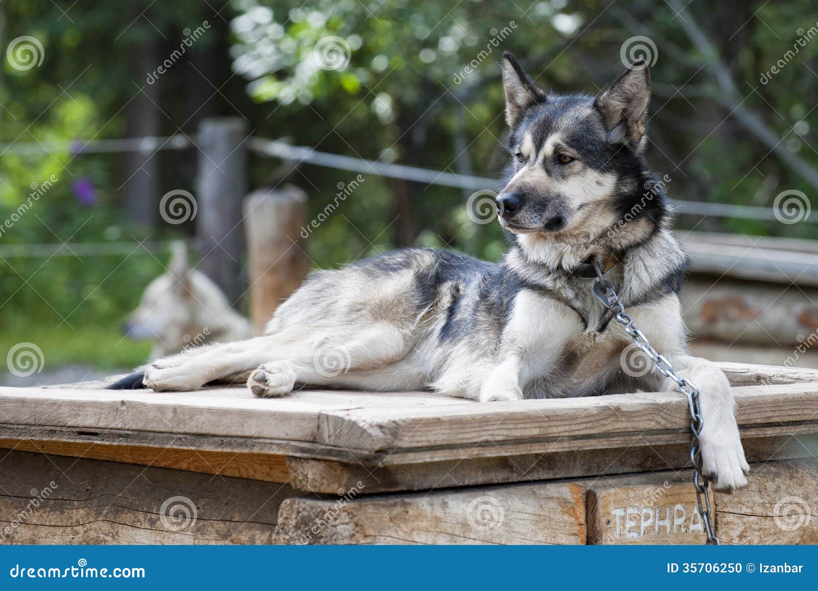 Sled dog while resting stock photo. Image of winter, harness - 35706250