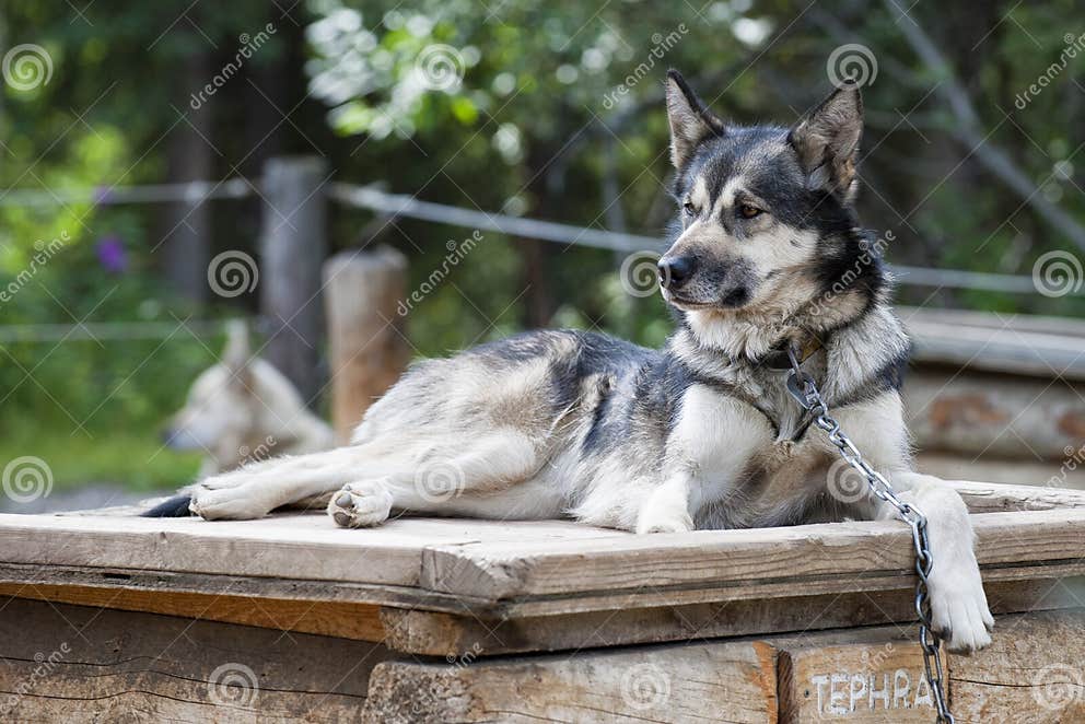 Sled dog while resting stock photo. Image of winter, harness - 35706250