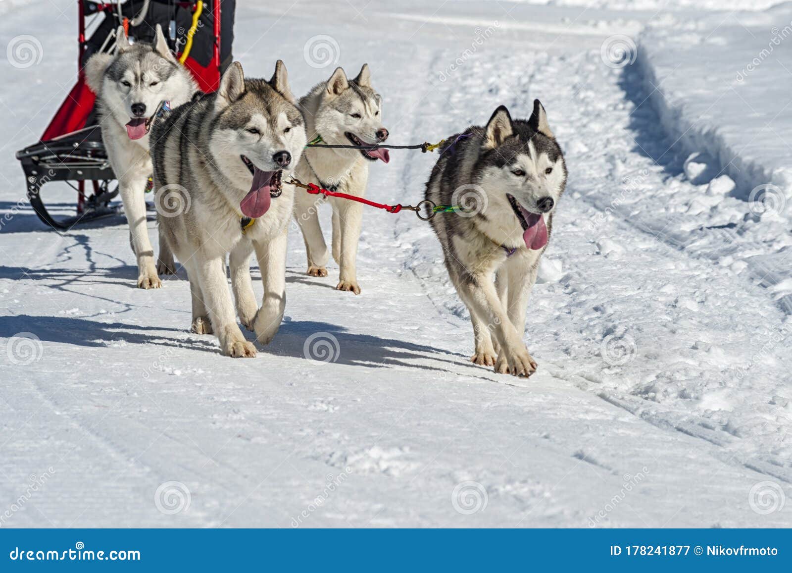 Sled Dog Scene in the Italian Alps Stock Image - Image of isolated ...