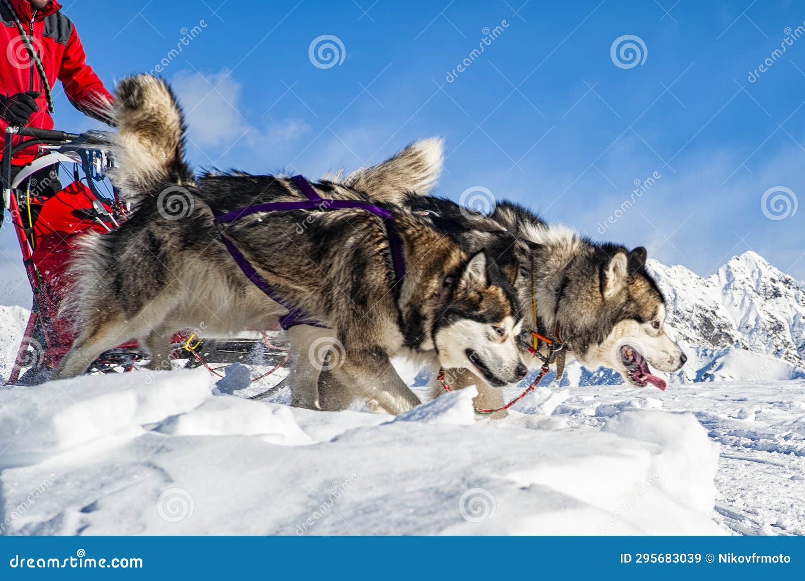 Sled Dog Scene in the Italian Alps Stock Image - Image of cute, alaskan ...