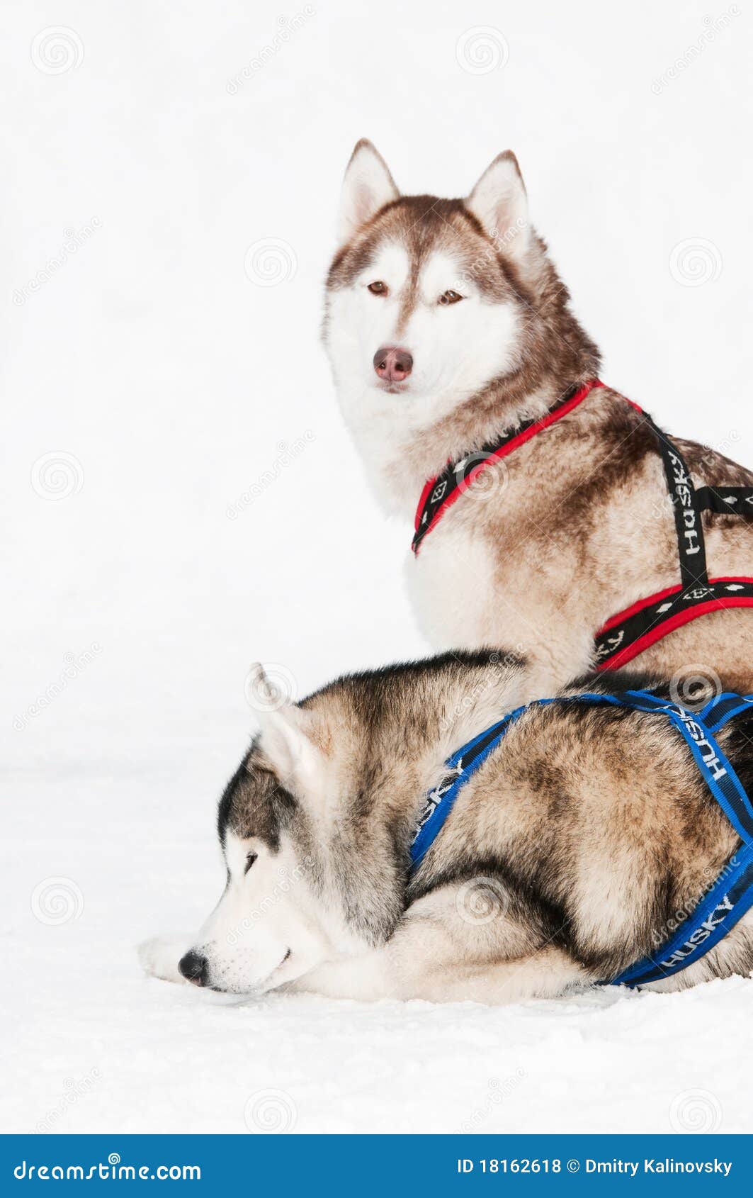 Sled dog siberian husky stock photo. Image of draught - 18162618