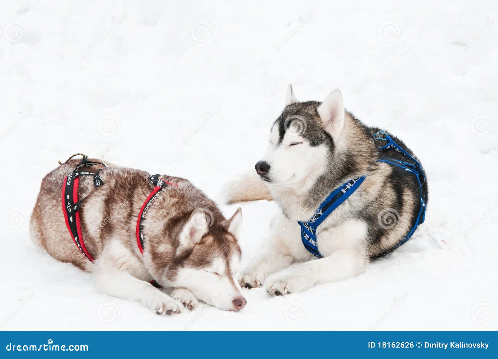 Sled dog siberian husky stock photo. Image of sledge - 18162626