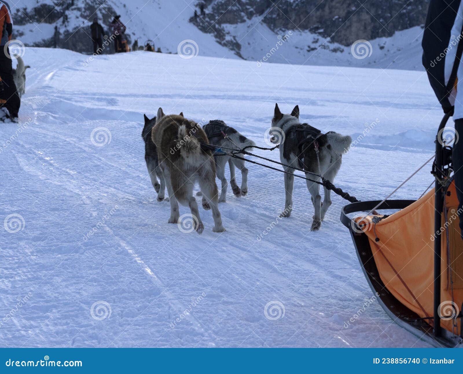 Sled Dog in Snowy Mountains Stock Photo - Image of snowy, sledding ...