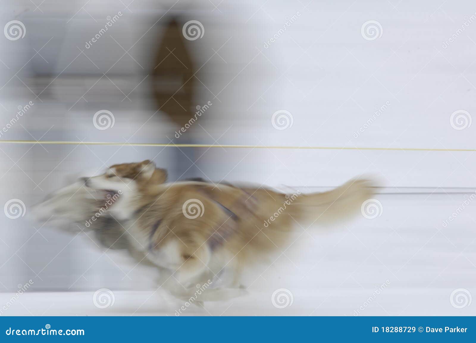 Sled Dogs 02 stock image. Image of artistic, open, white - 18288729