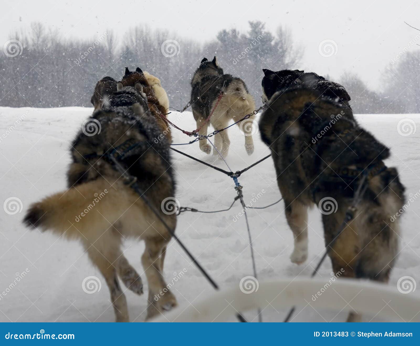 Sled Dogs stock image. Image of path, dogs, snow, clean - 2013483