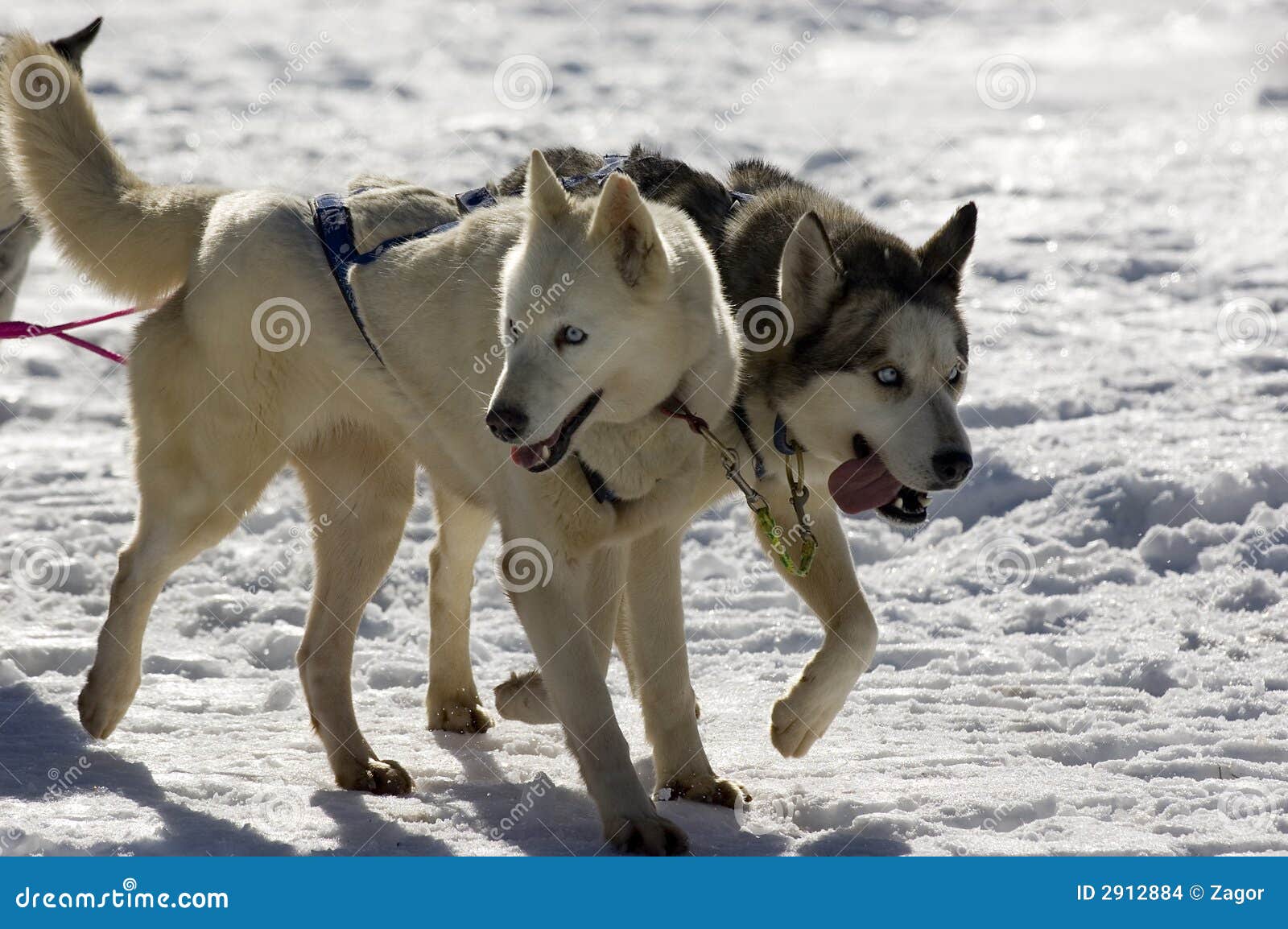 Sled dogs stock photo. Image of outdoor, team, crystal - 2912884
