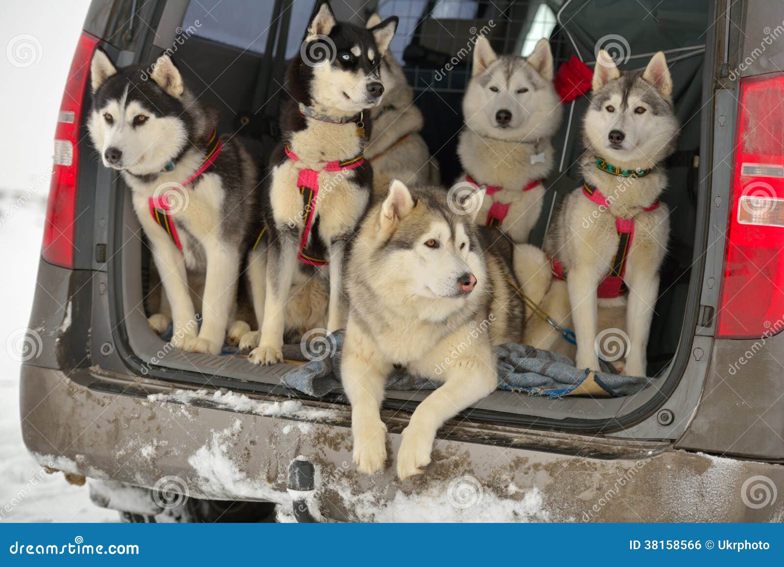 Sled dogs stock photo. Image of winter, racing, dogs - 38158566