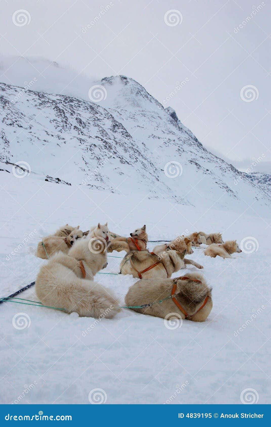 Sled dogs stock image. Image of animal, chained, waiting - 4839195