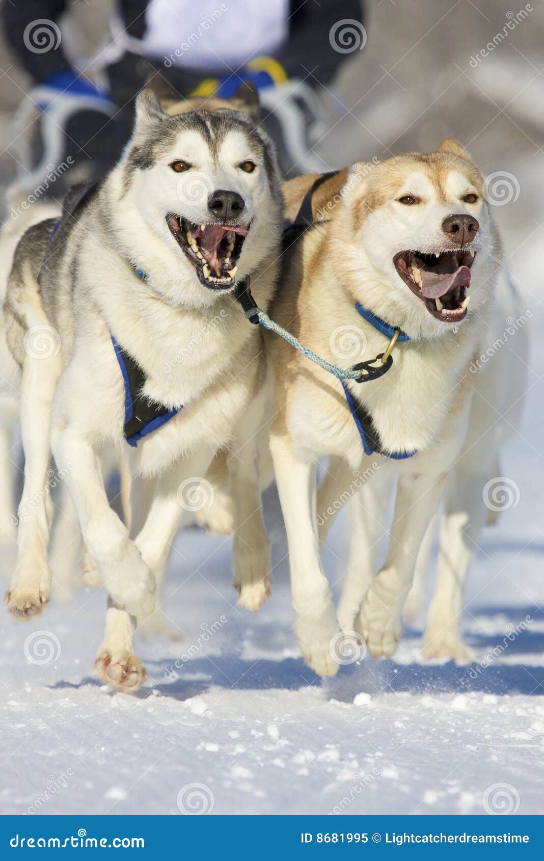 Sled dogs stock image. Image of speed, husky, sleigh, snow - 8681995