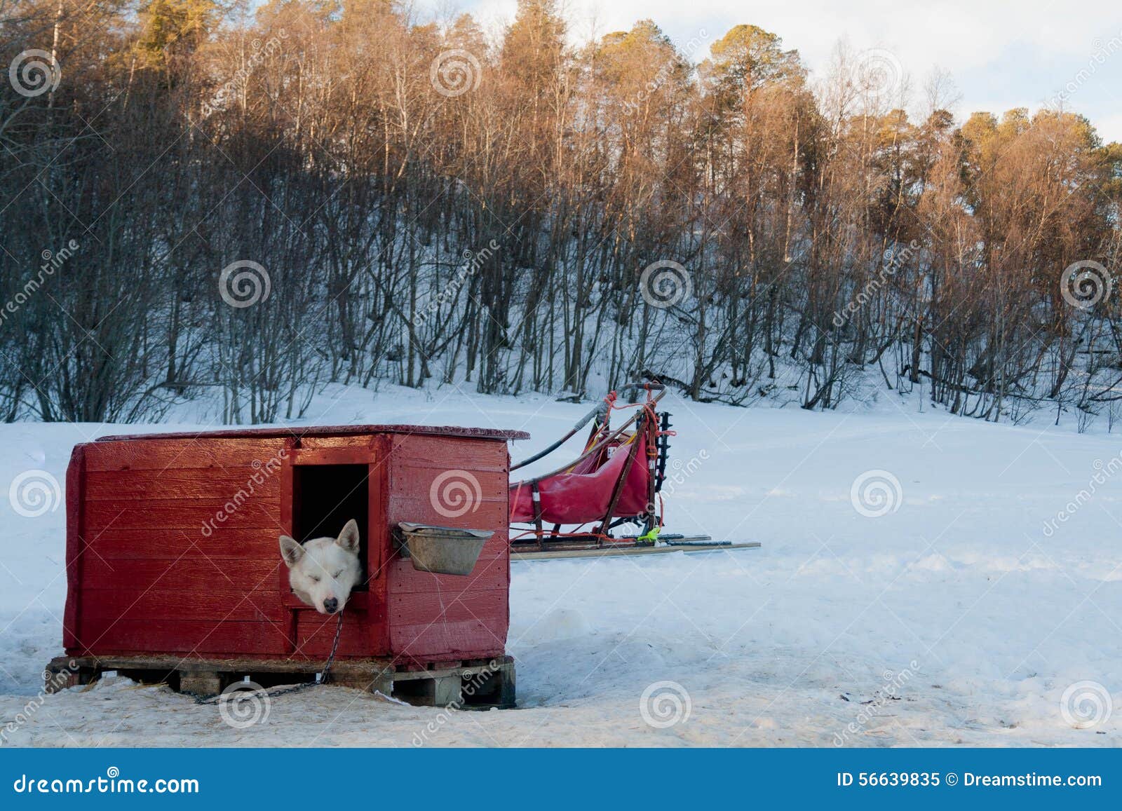 Sled dogs stock image. Image of resting, sled, dogsledge - 56639835