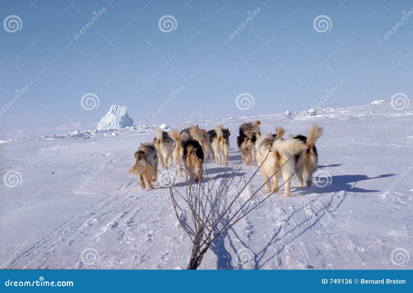 Sled Dogs on the Ice and Snow Stock Illustration - Illustration of ...