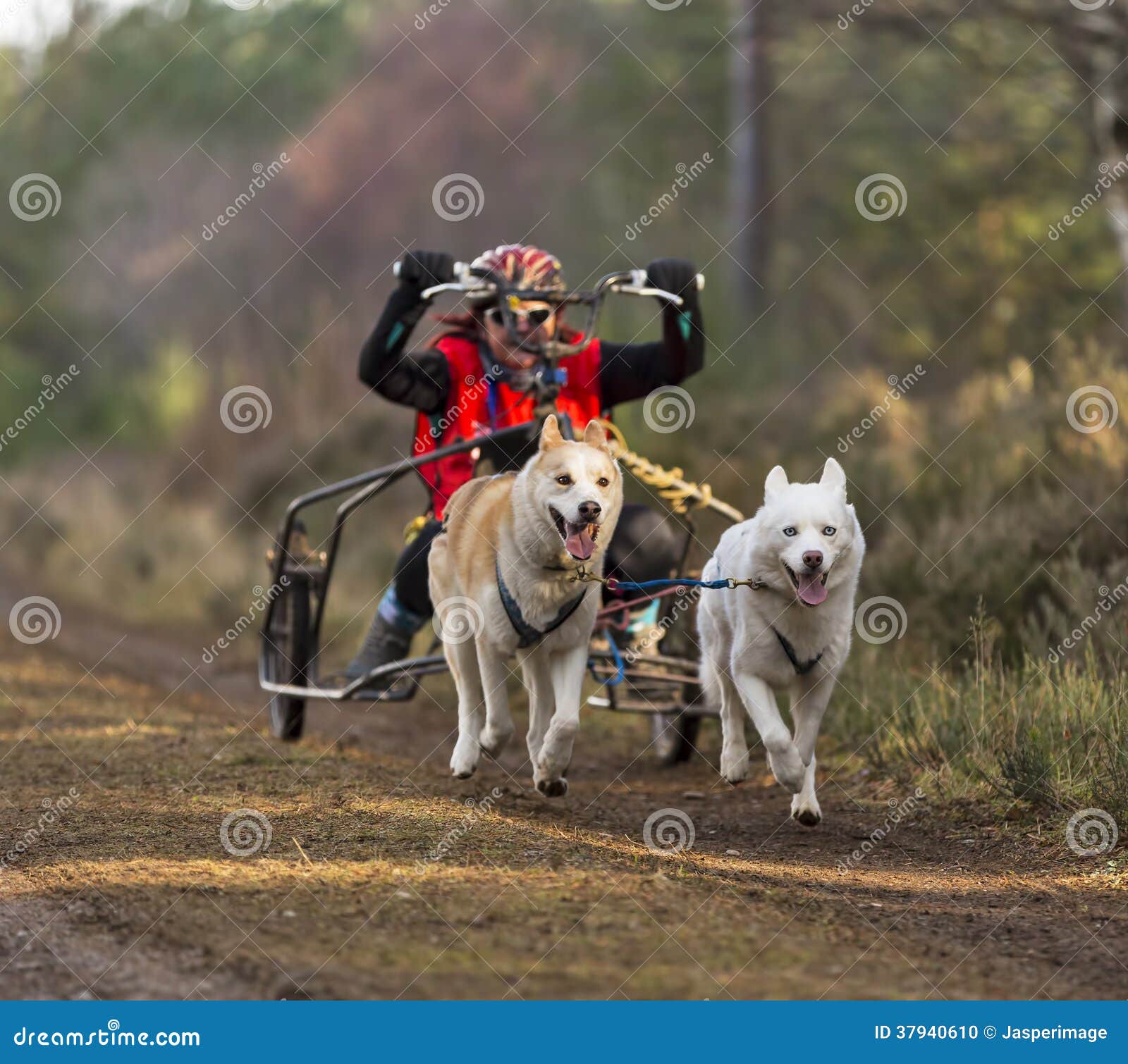 Sled dogs racing. editorial image. Image of sledding - 37940610