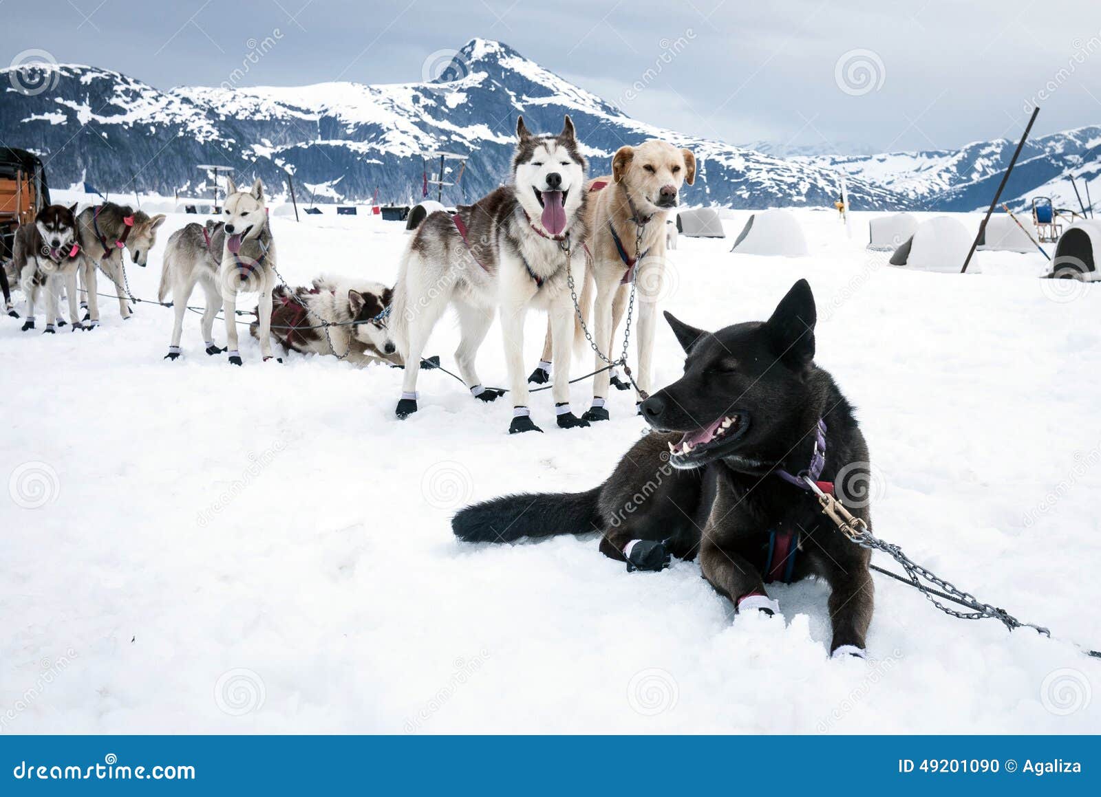 Sled dogs on a rest break stock photo. Image of person - 49201090
