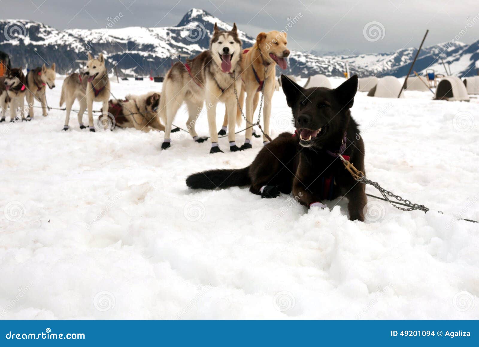 Sled dogs on a rest break stock photo. Image of person - 49201094