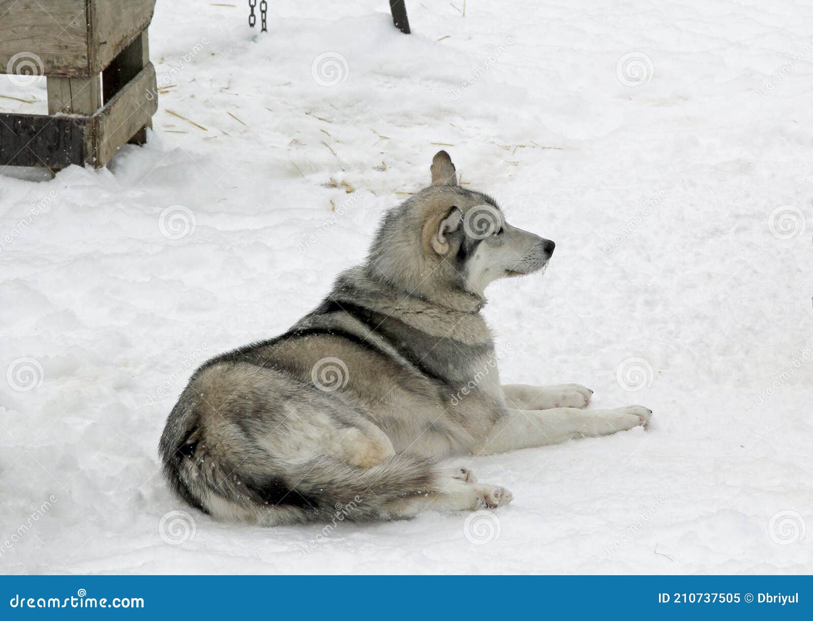 Sled Dogs Rest in the Snow after a Trip Stock Image - Image of race ...