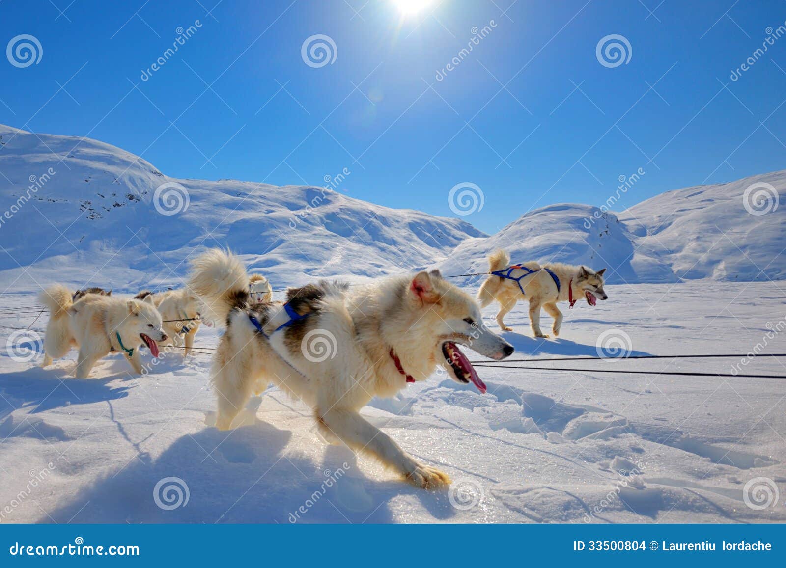 Sled Dogs Running