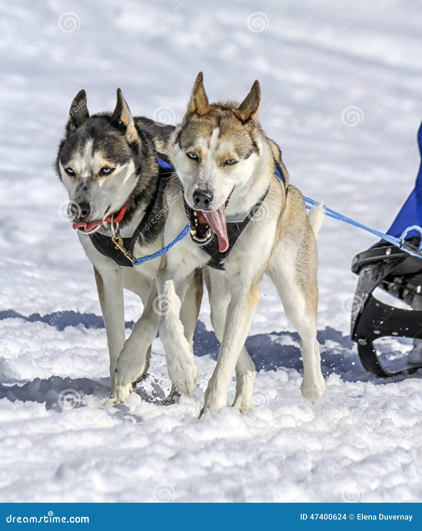 Sled Dogs in Speed Racing, Moss, Switzerland Stock Photo - Image of ...