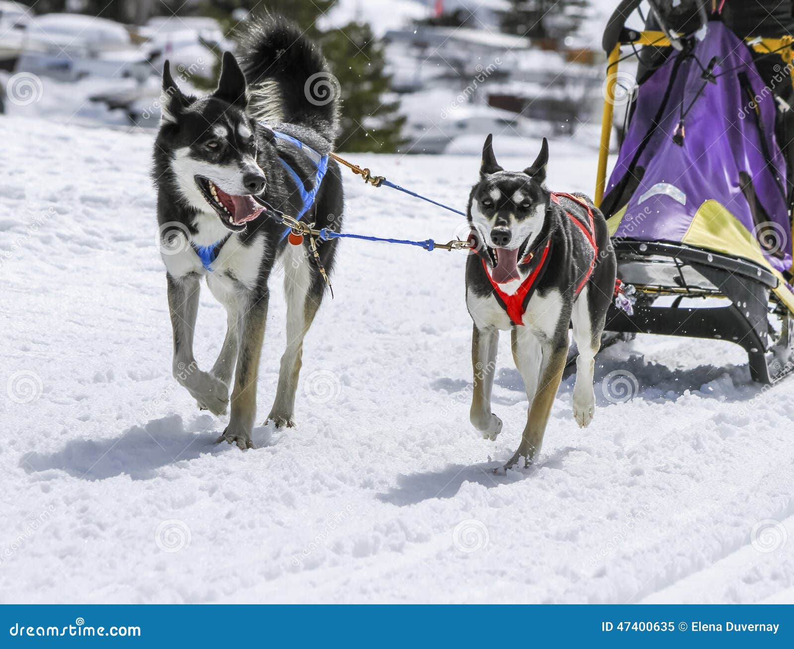 Sled Dogs in Speed Racing, Moss, Switzerland Stock Image - Image of ...