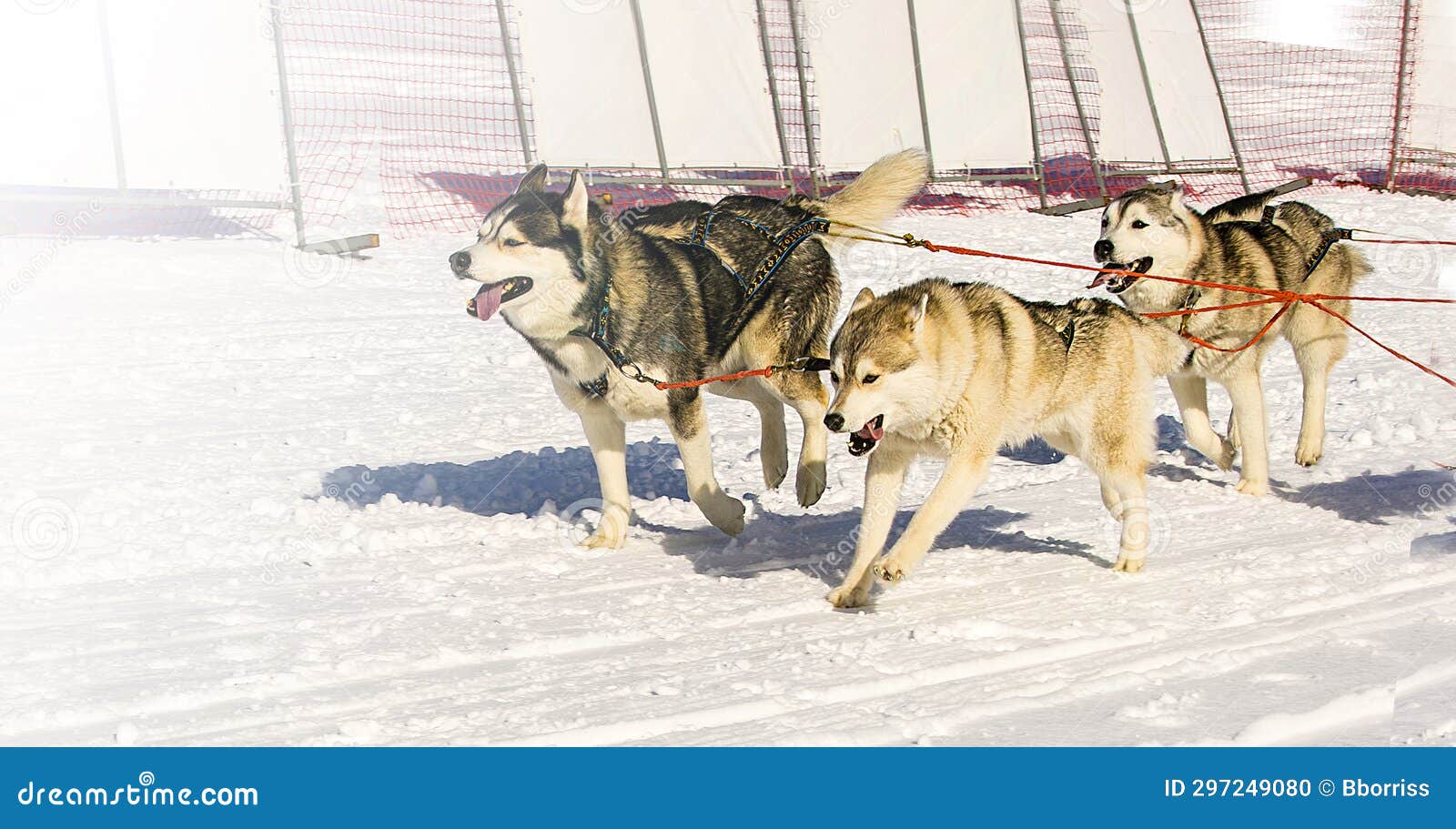 Sled Dogs Team Running in the Snow on Kamchatka on Soft Sunlight Stock ...