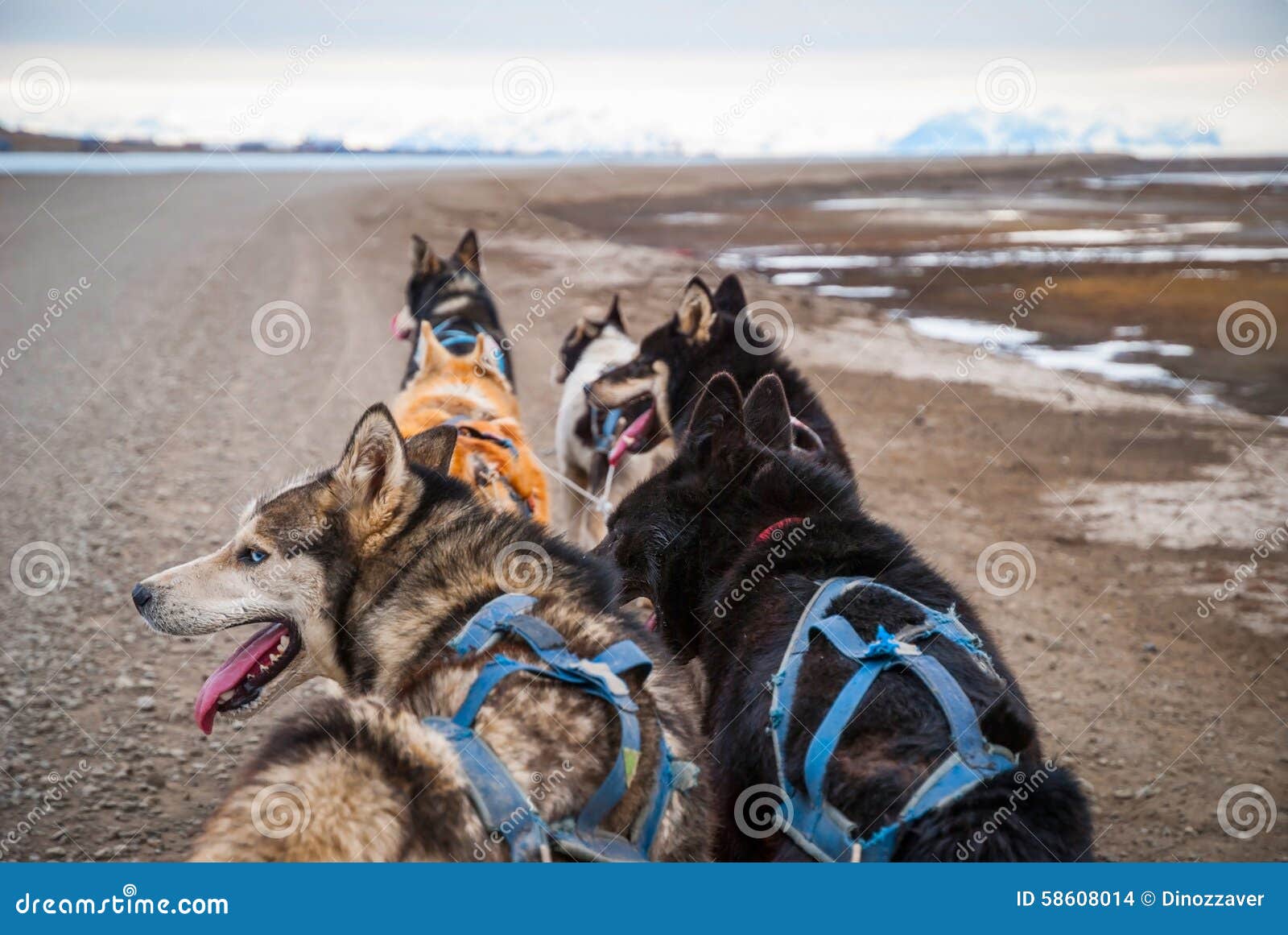 Sled Dogs Waiting To Pull the Sled Stock Photo - Image of activity ...