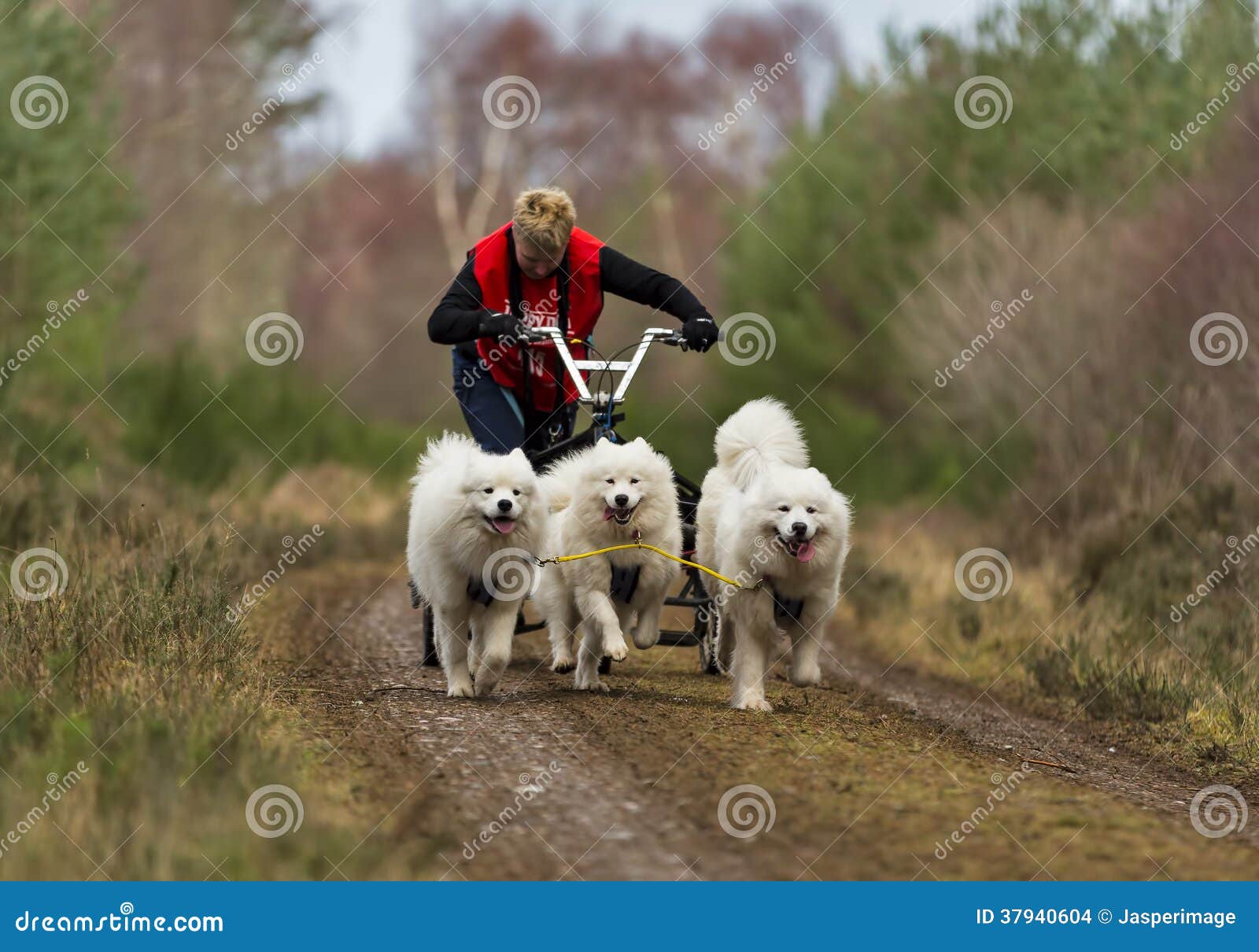 Sled with Samoyed editorial stock image. Image of track - 37940604