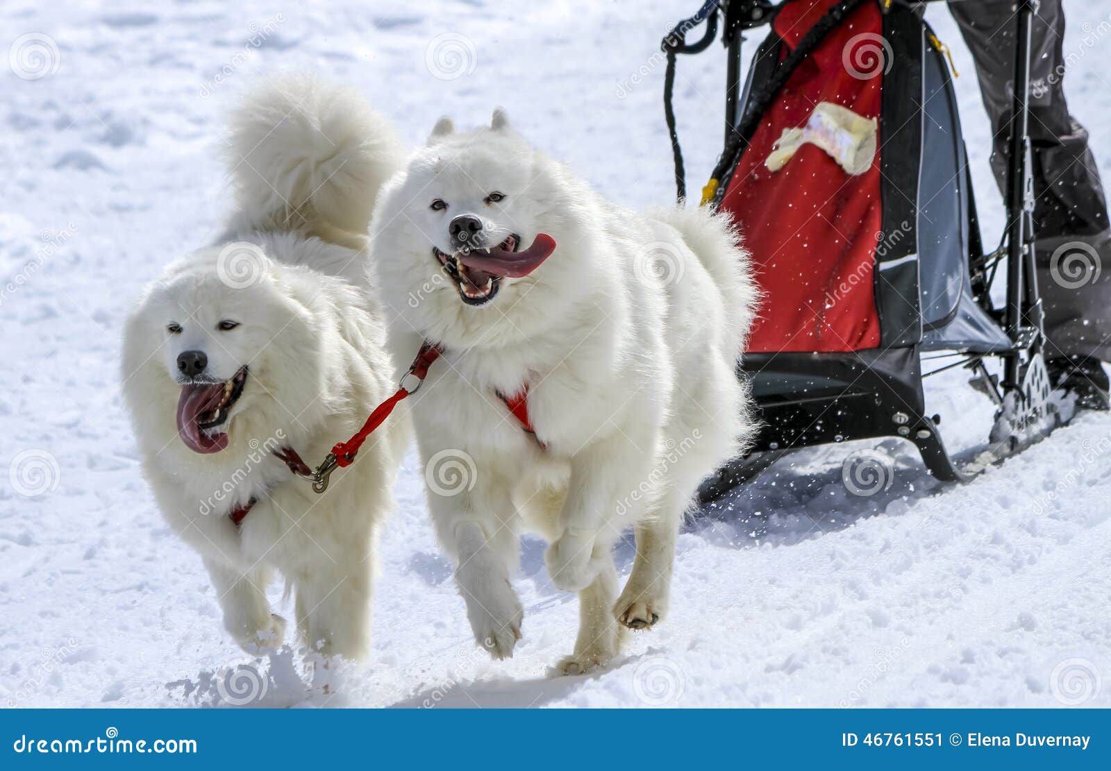 Speed Racing Pigeon Bird Drinking Water In Clay Jug Stock Photography ...